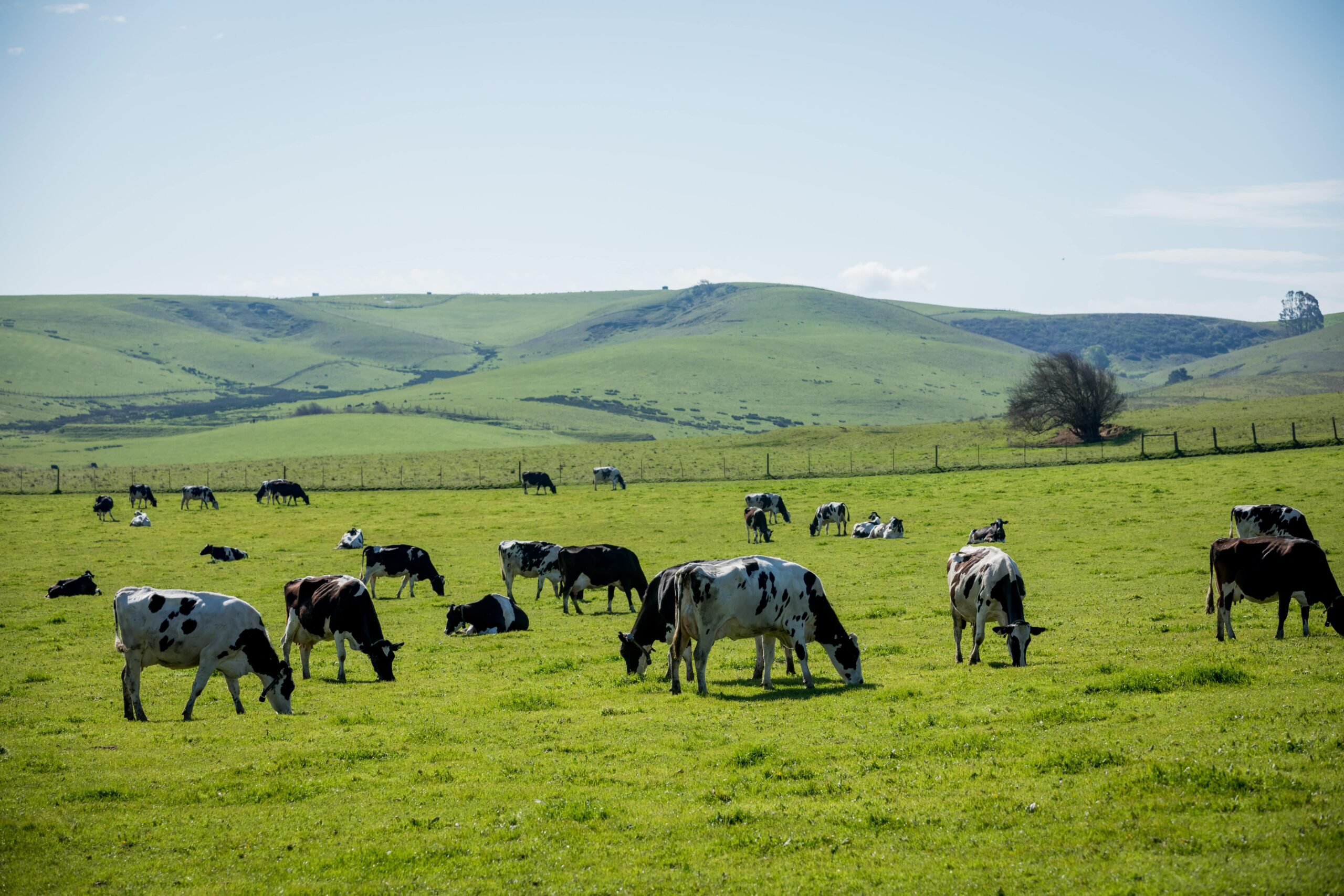 Clover Sonoma® Unveils Pasture Raised Organic A2 4% Whole Milk - Clover